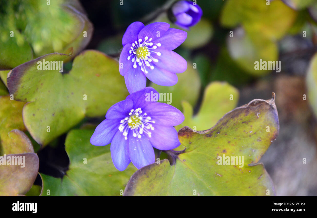 Alpine plants flowerbed uk garden hi-res stock photography and images ...