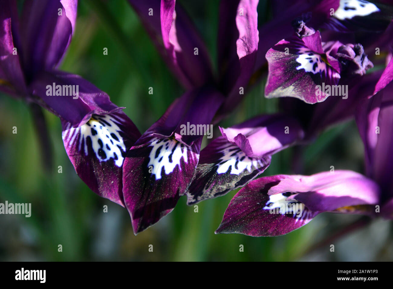 Iris pauline hi-res stock photography and images - Alamy
