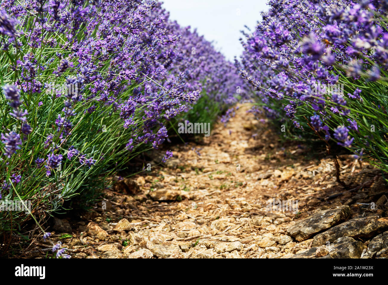 Rows of lavender Stock Photo - Alamy