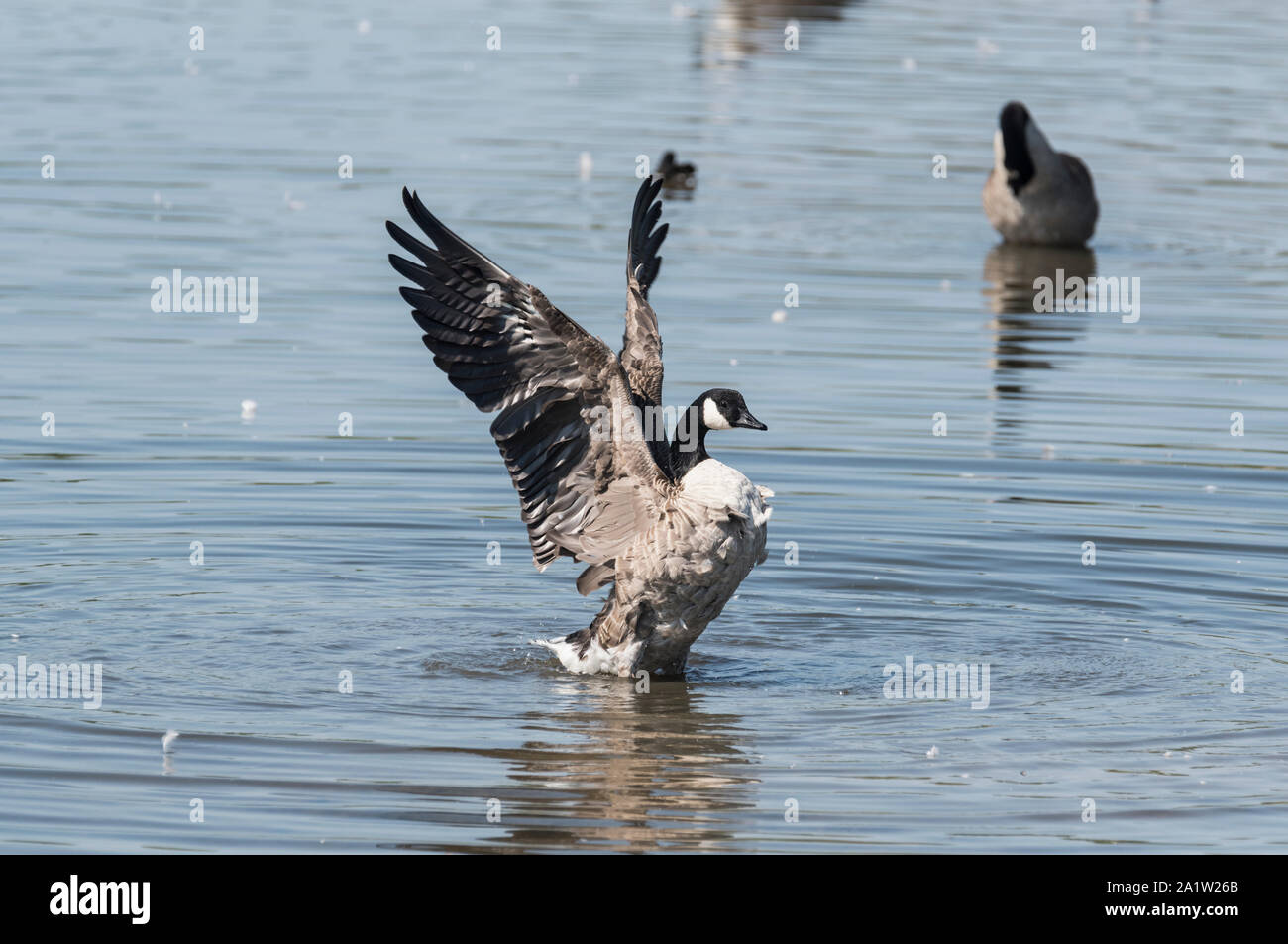 Canada Goose (Branta canadensis) wing flapping Stock Photo - Alamy