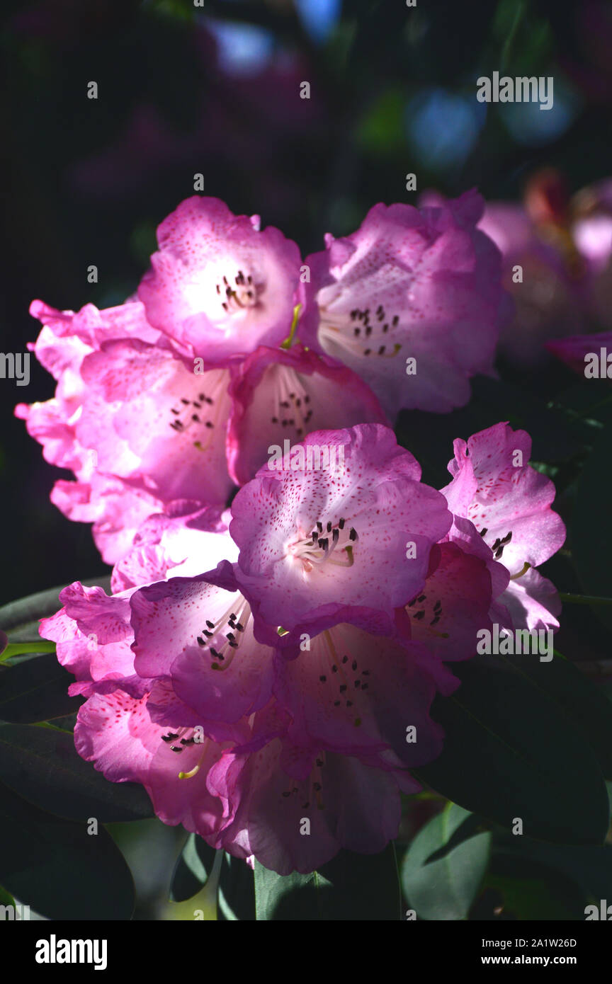 Pink/White Rhododendron oreodoxa 'fargesii' Flowers at RHS Garden ...