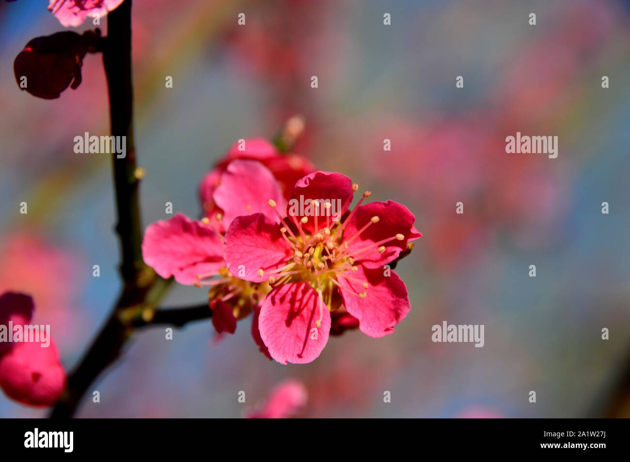 Japanese Apricot Tree 'Prunus mume Beni-chidori' Flowers Growing in a ...