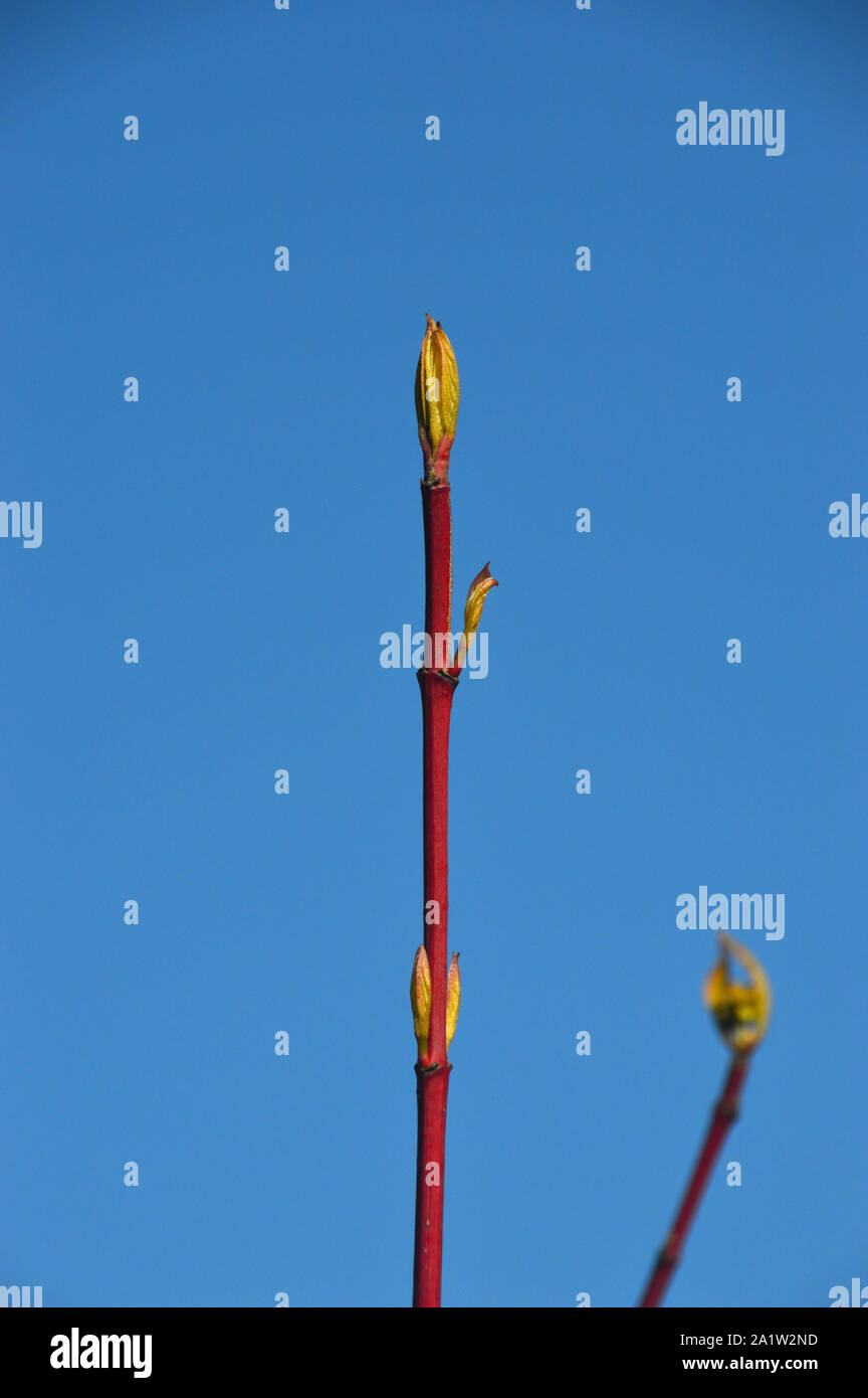 Cornus alba 'Sibirica' (Red Barked Dog Wood) Flower buds Growing in a ...