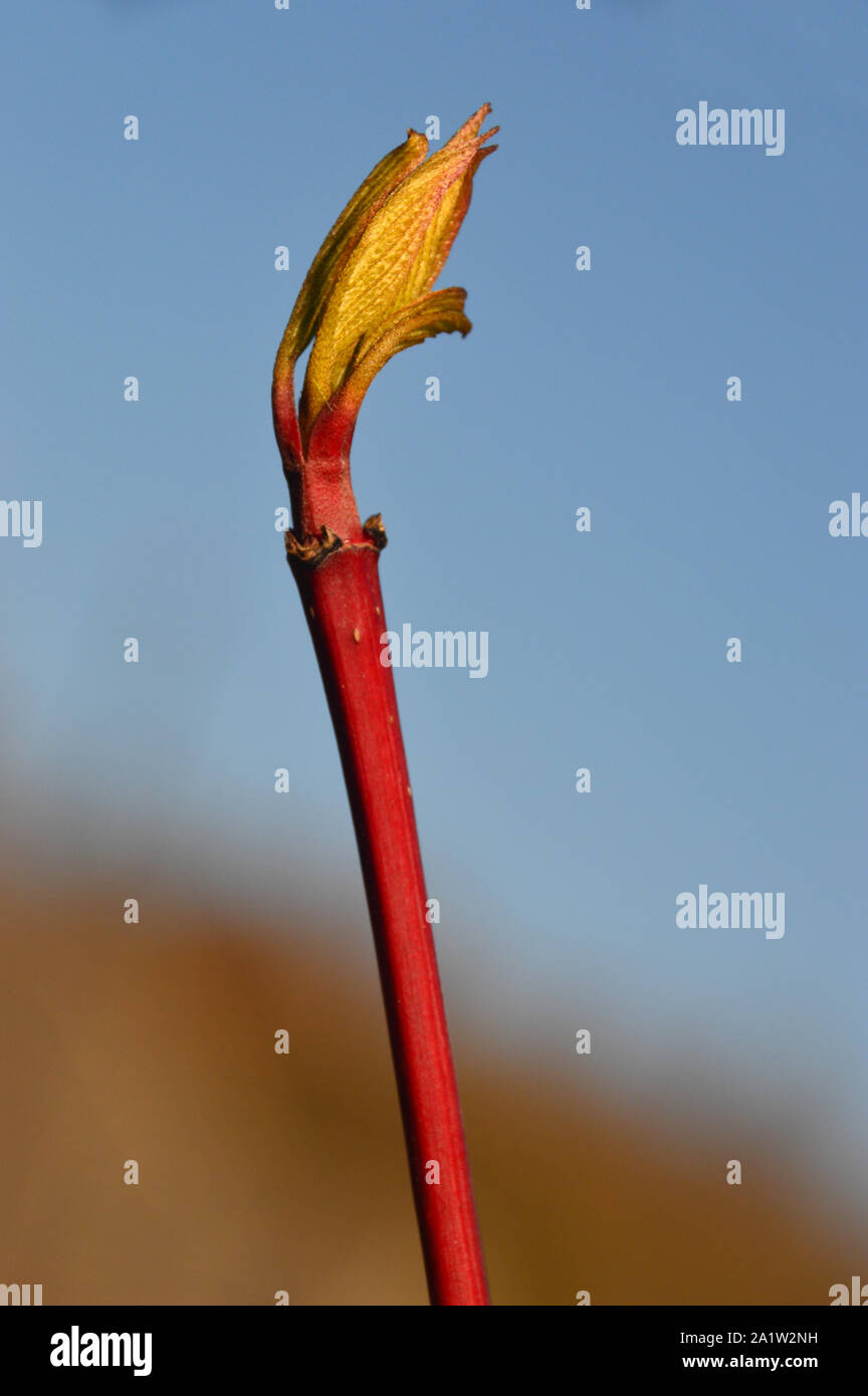 Cornus alba 'Sibirica' (Red Barked Dog Wood) Flower buds Growing in a ...