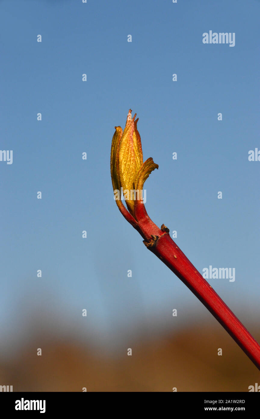 Cornus alba 'Sibirica' (Red Barked Dog Wood) Flower buds Growing in a ...