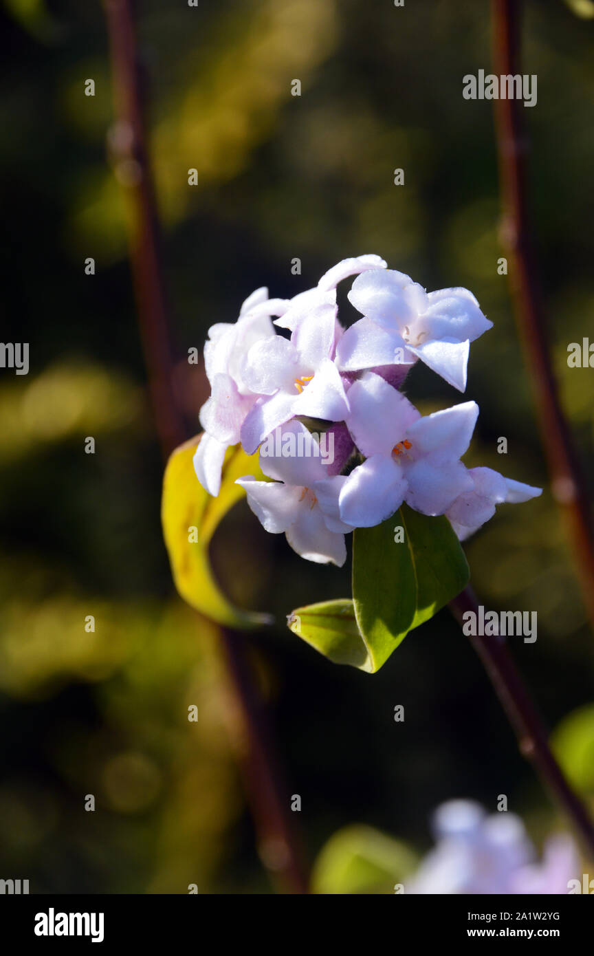 Daphne Bholua 'Penwood' Flowers (Nepalese Paper Plant) Growing in a ...