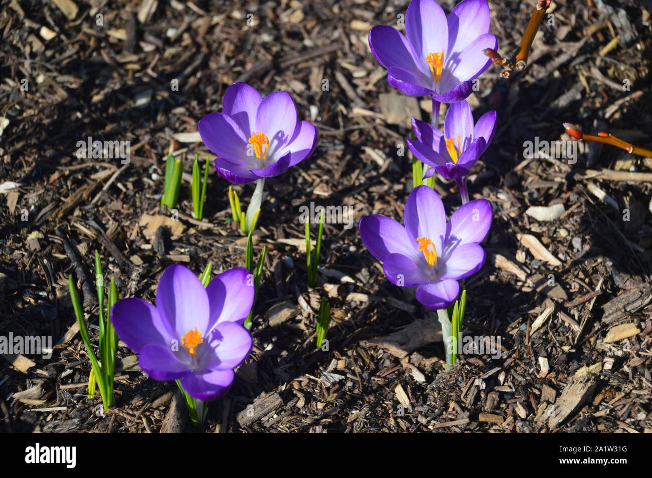 Blue crocus hi-res stock photography and images - Alamy