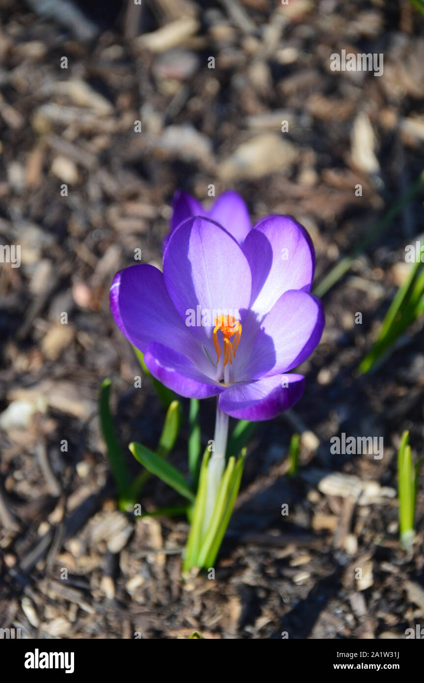 Blue crocus hi-res stock photography and images - Alamy