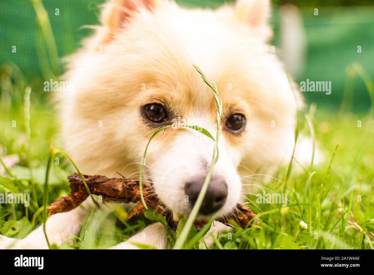 German Spitz Klein bit a stick Stock Photo - Alamy
