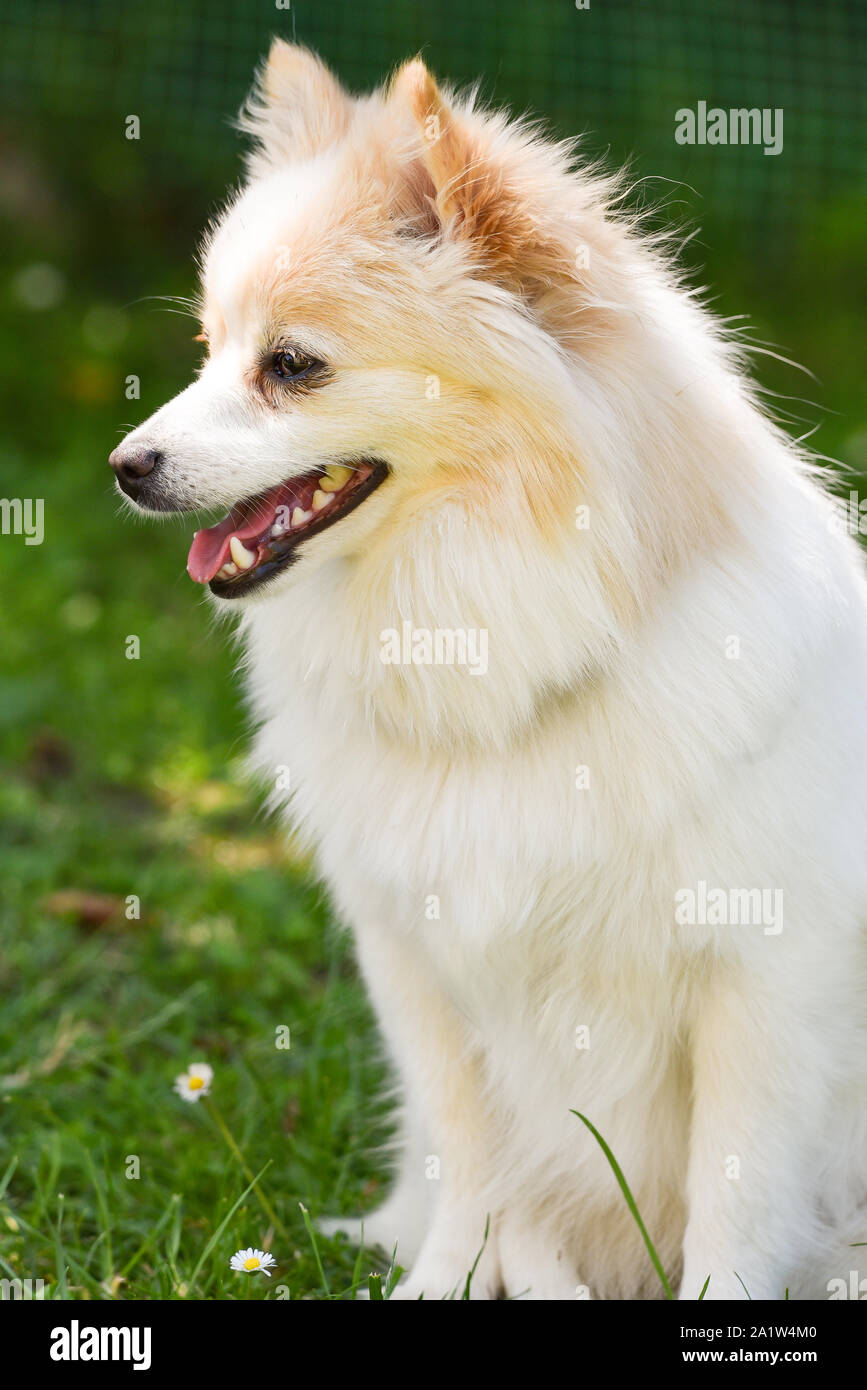 German Spitz Klein in a garden Stock Photo - Alamy