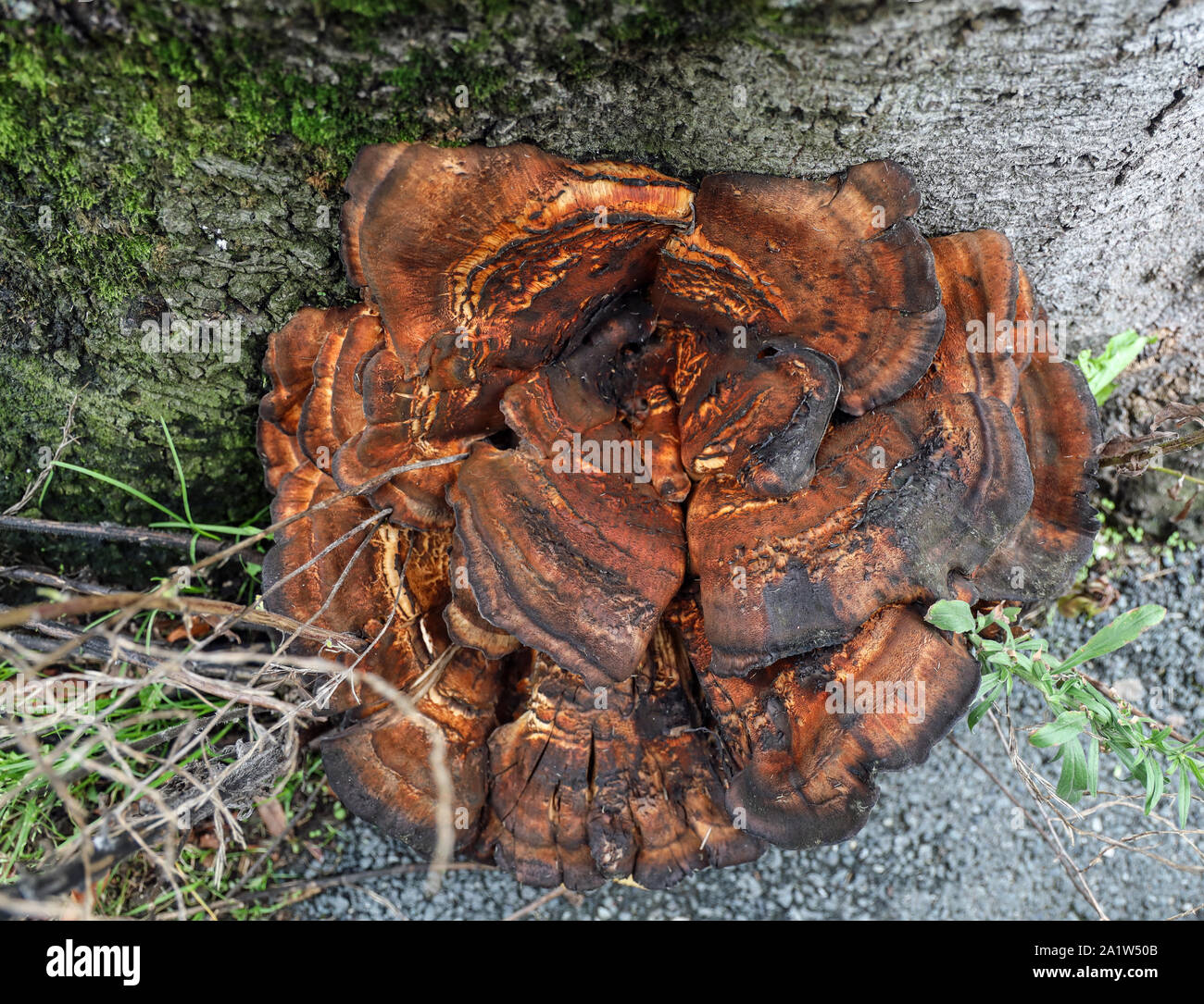 Bracket fungus at the base of a tree in the Plymouth suberb of Stoke ...