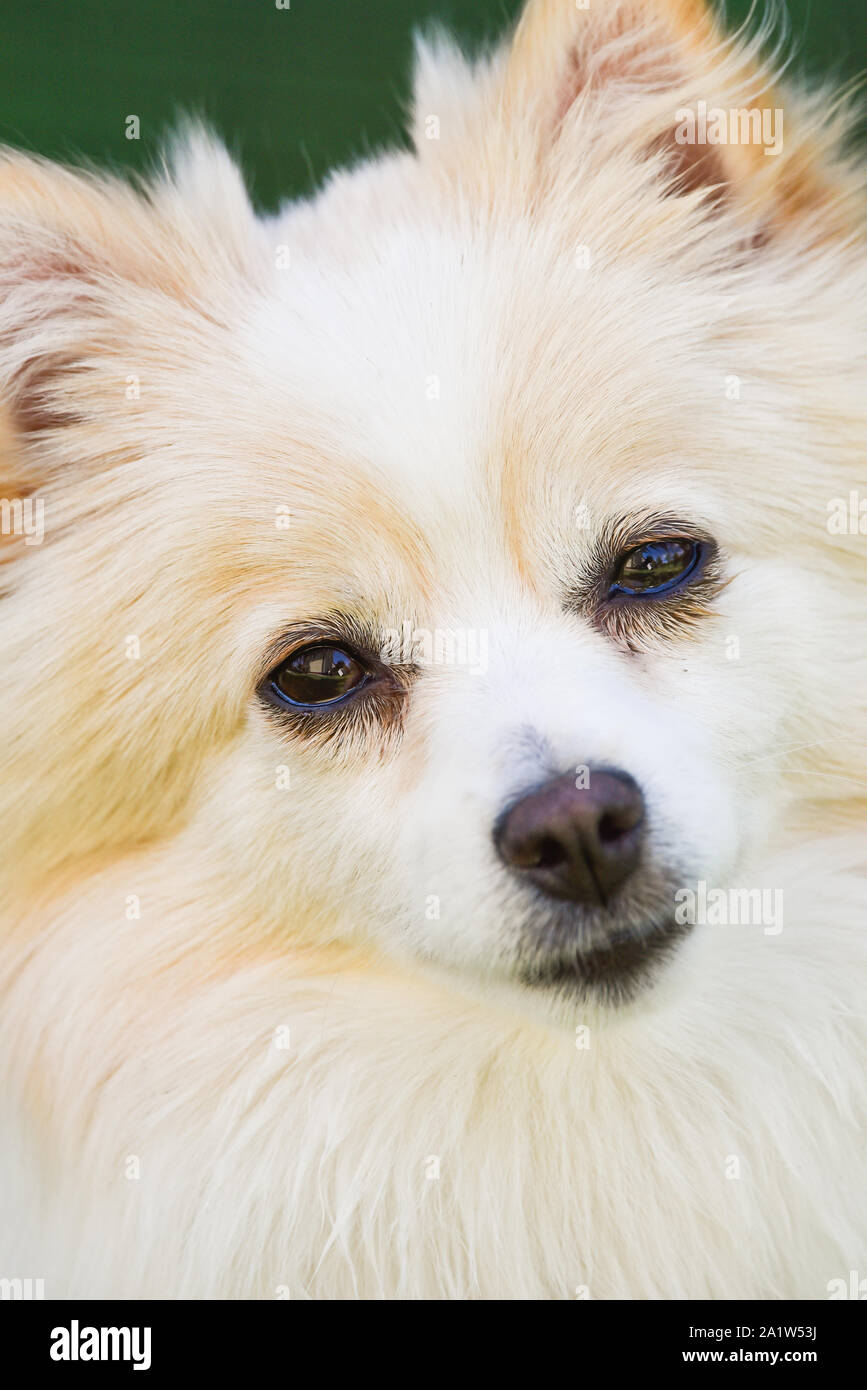 German Spitz Klein portrait Stock Photo - Alamy
