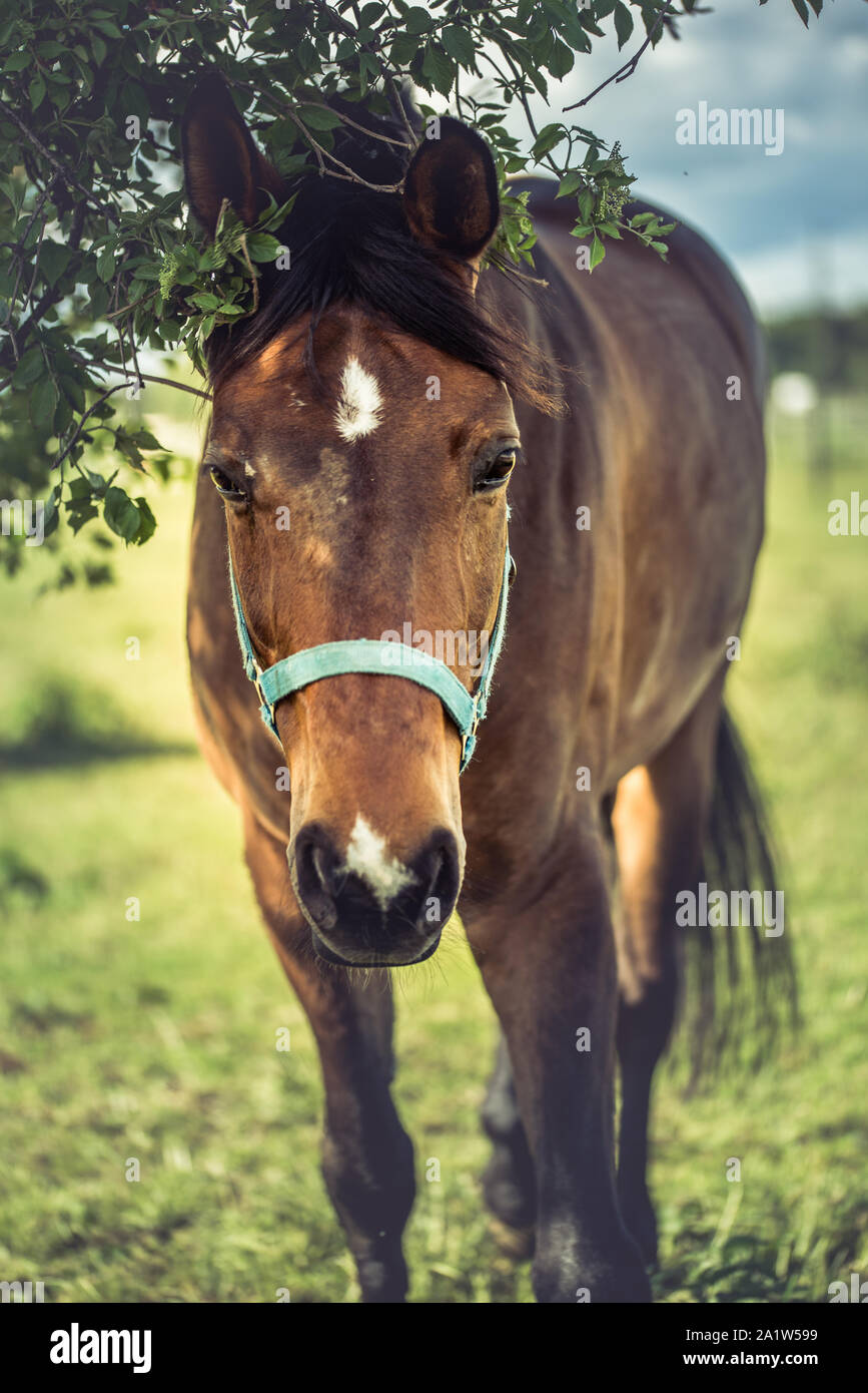 Horse under a tree Stock Photo - Alamy