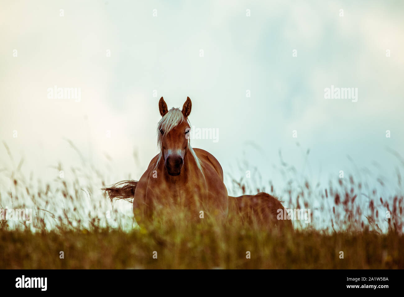 Zoomed in grass hi-res stock photography and images - Alamy