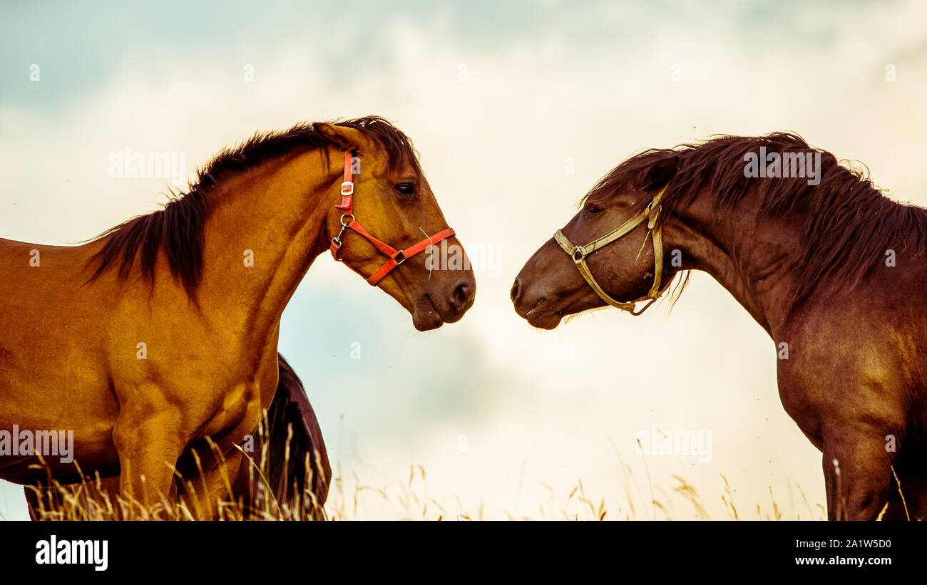 Two horses playing together Stock Photo - Alamy