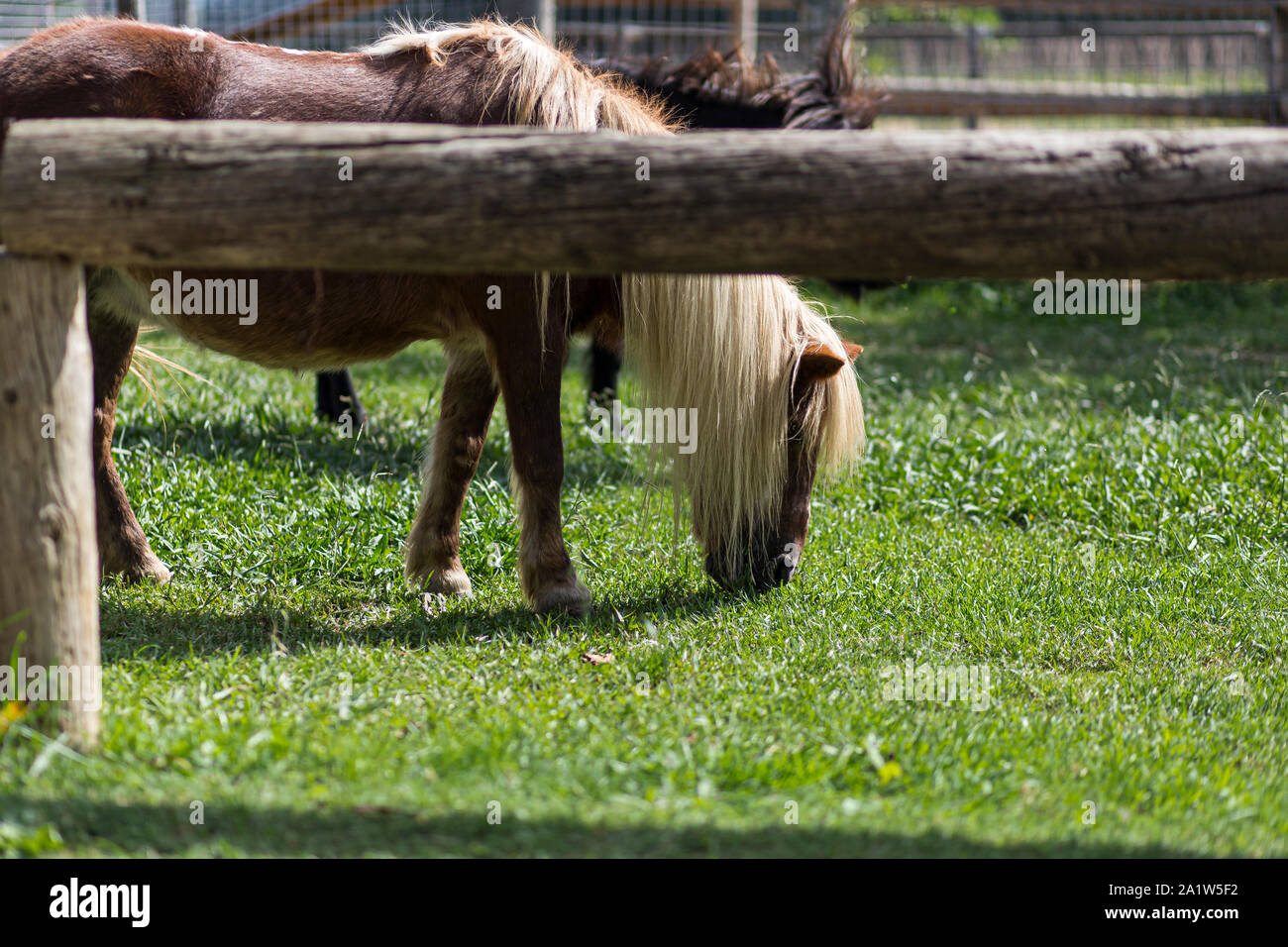 Pony on farm eating grass hi-res stock photography and images - Alamy