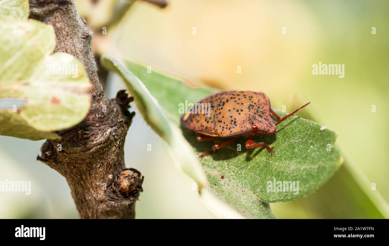 Stink bug on leaf hi-res stock photography and images - Alamy