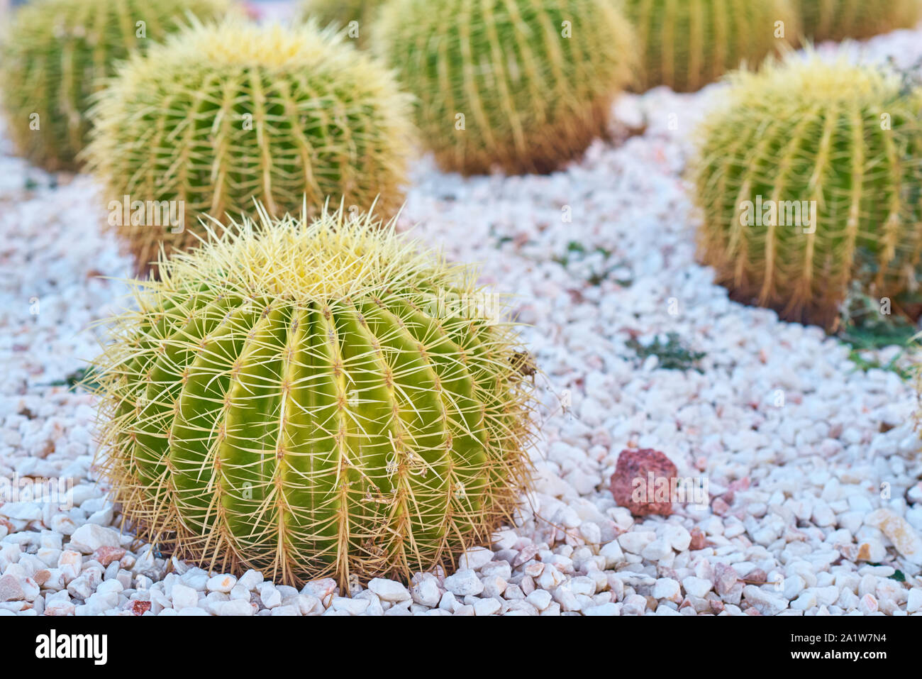 Big round barrel cactus hi-res stock photography and images - Alamy