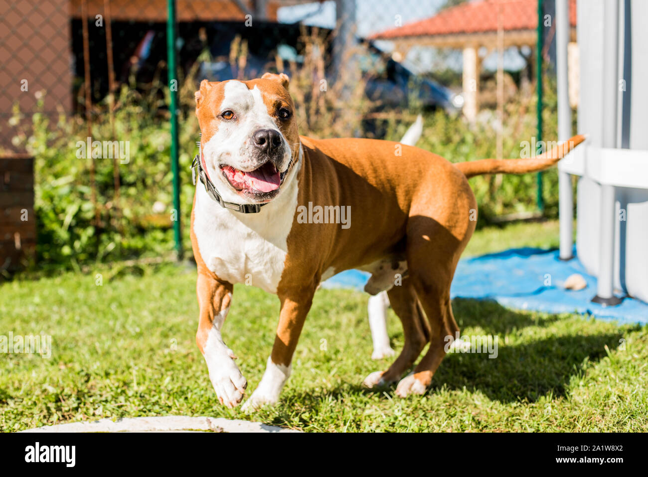 American bully breed hi-res stock photography and images - Alamy