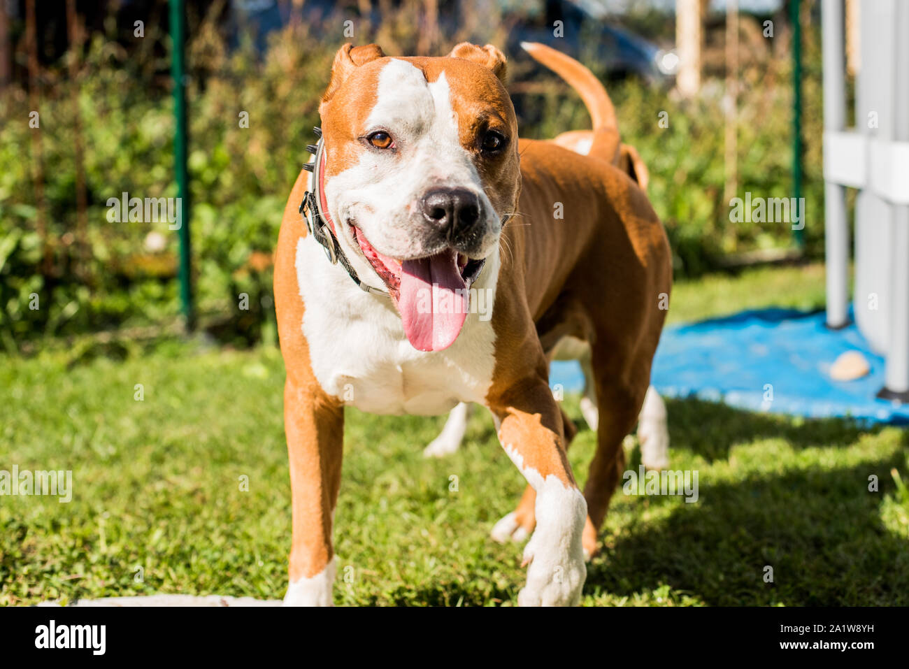 American Staffordshire Terrier Amstaff dog play in a garden Stock Photo ...