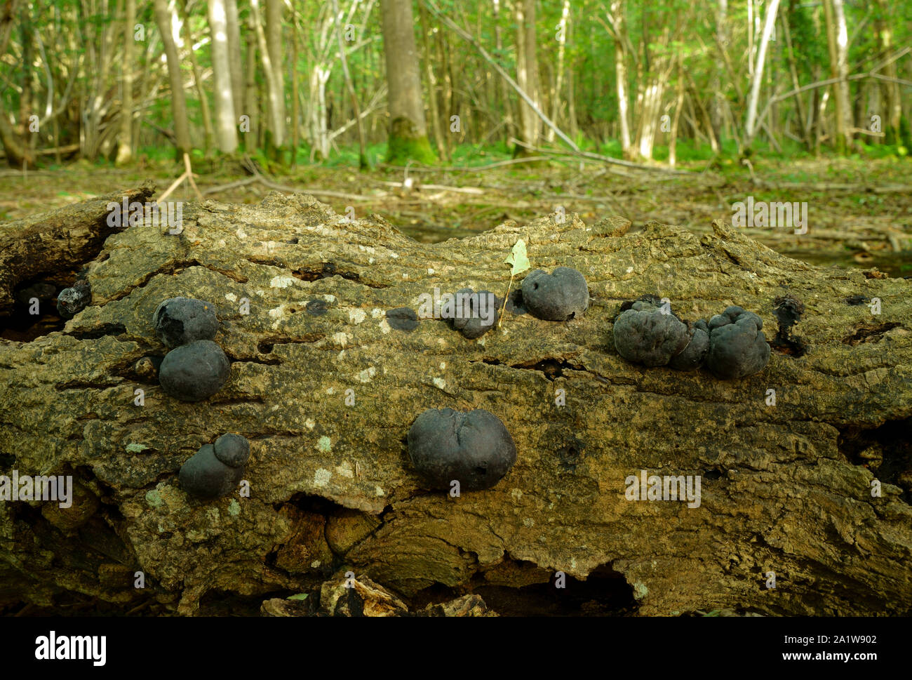 King alfreds cakes hi-res stock photography and images - Alamy