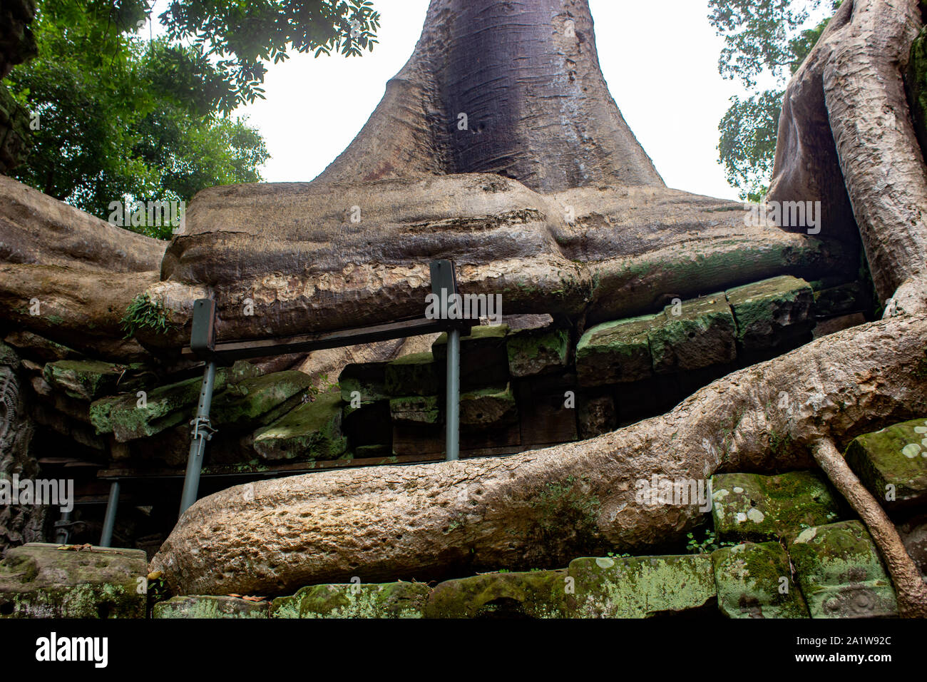 Amazing trees at Ta Prohm Temple; Cambodia Stock Photo - Alamy