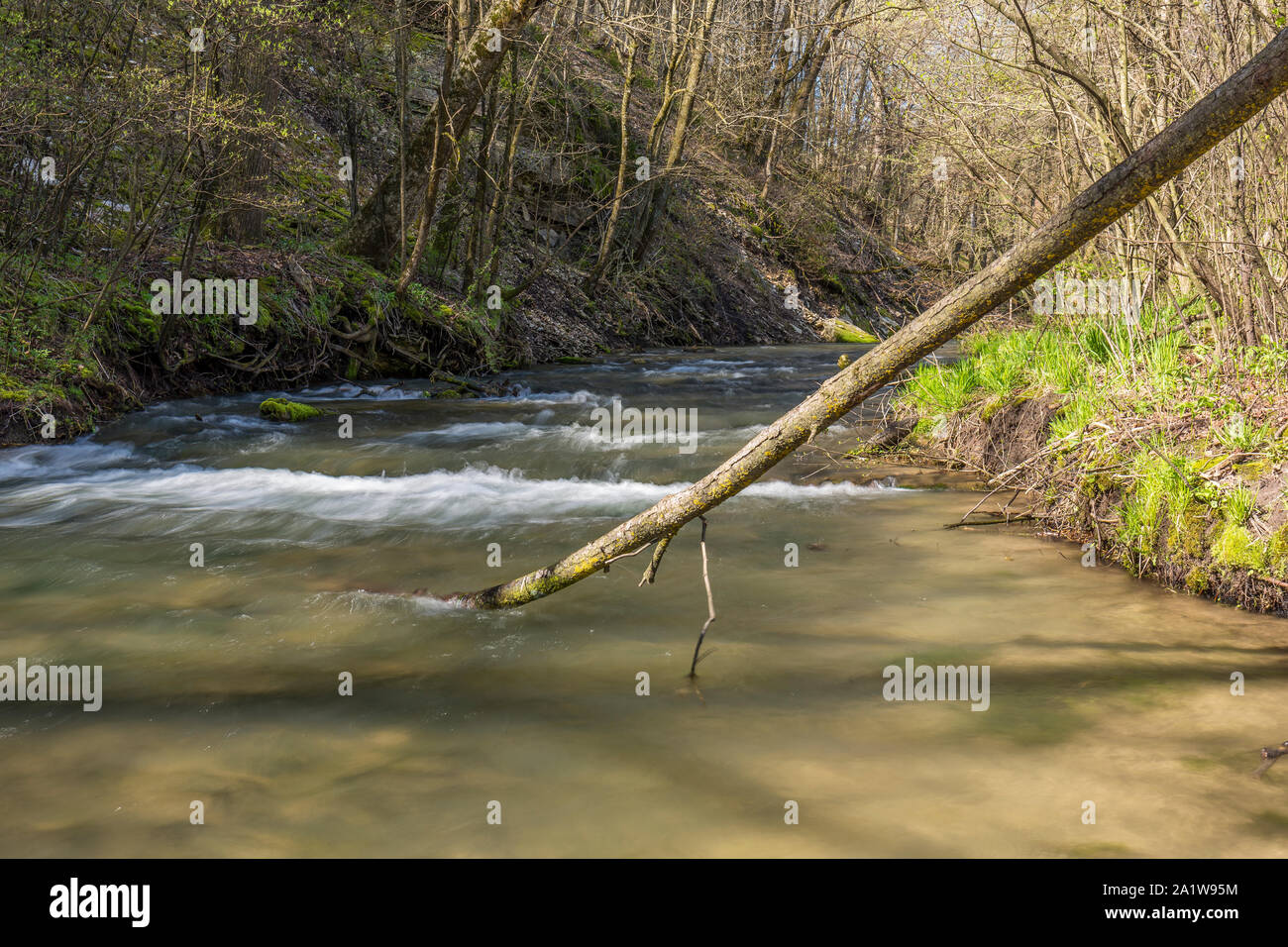 A creek in the woods during spring Stock Photo - Alamy