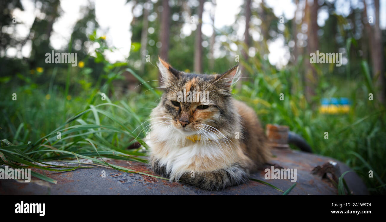 Homeless cat in the poor house for animals. Old fluffy cat. Abandoned ...