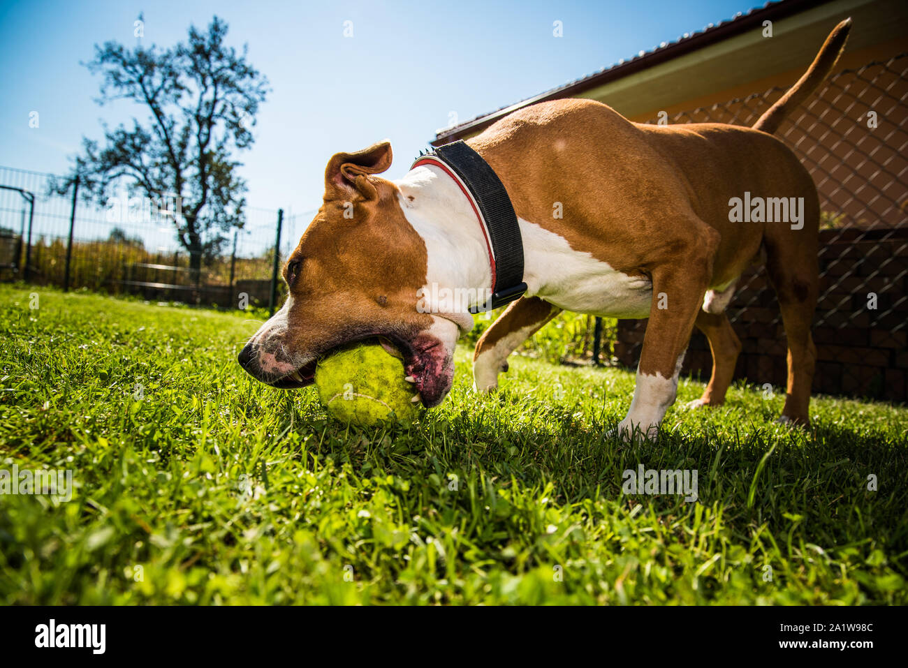 American Staffordshire Terrier Amstaff dog play in a garden Stock Photo ...
