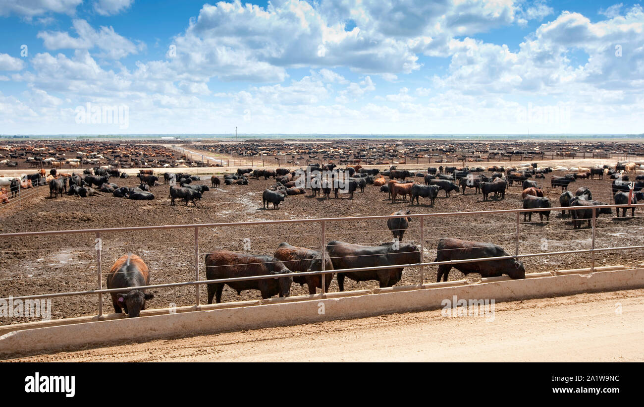 Beef Feedyard near North Platt, Nebraska, USA Stock Photo - Alamy