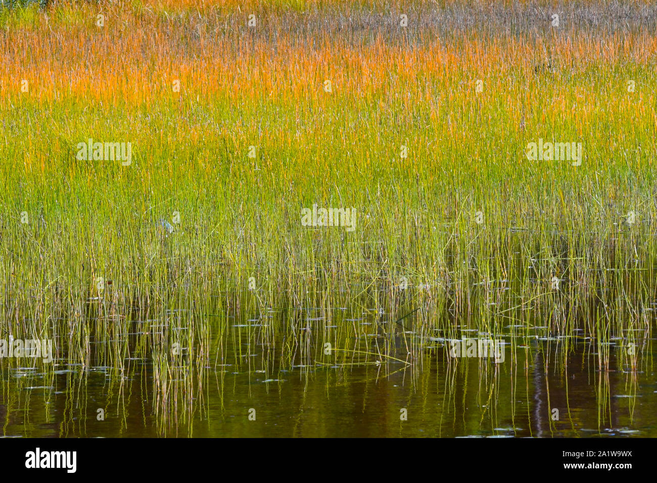 Marsh beauty hi-res stock photography and images - Alamy