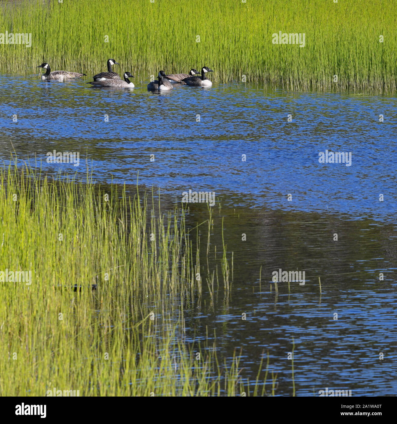 Wild geese in a Marsh, Northern Quebec, Canada Stock Photo - Alamy