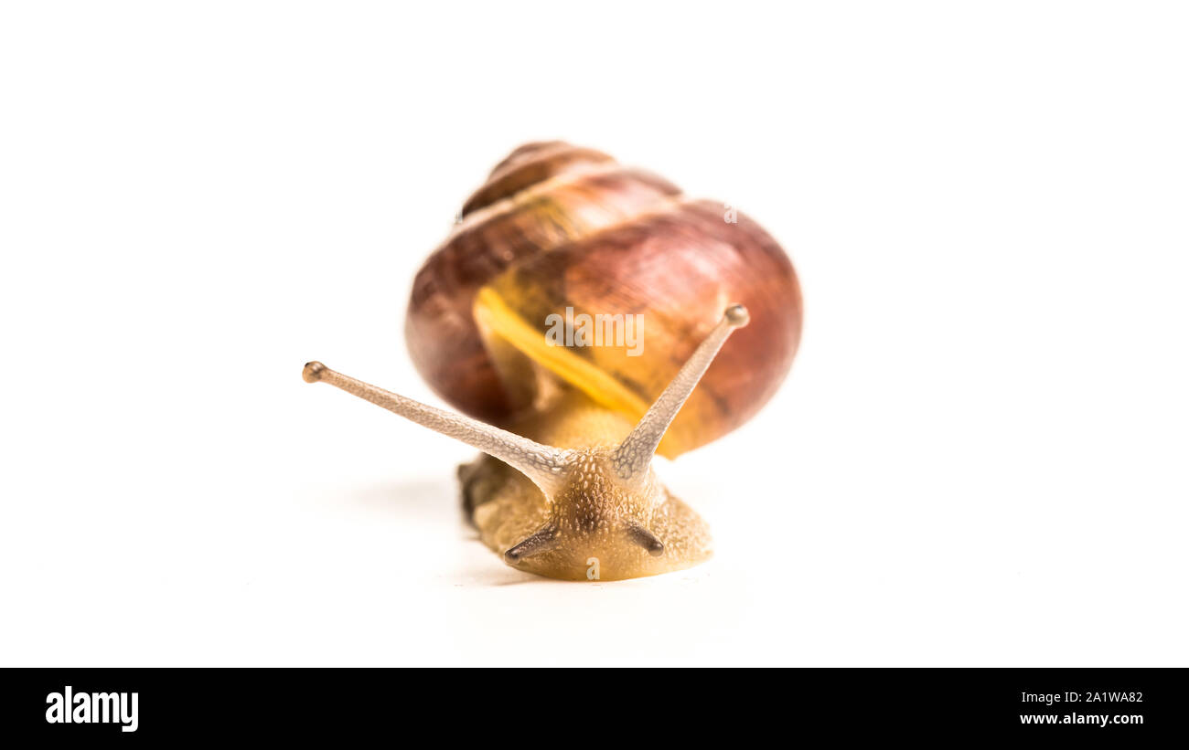 Snail isolated white background Stock Photo - Alamy