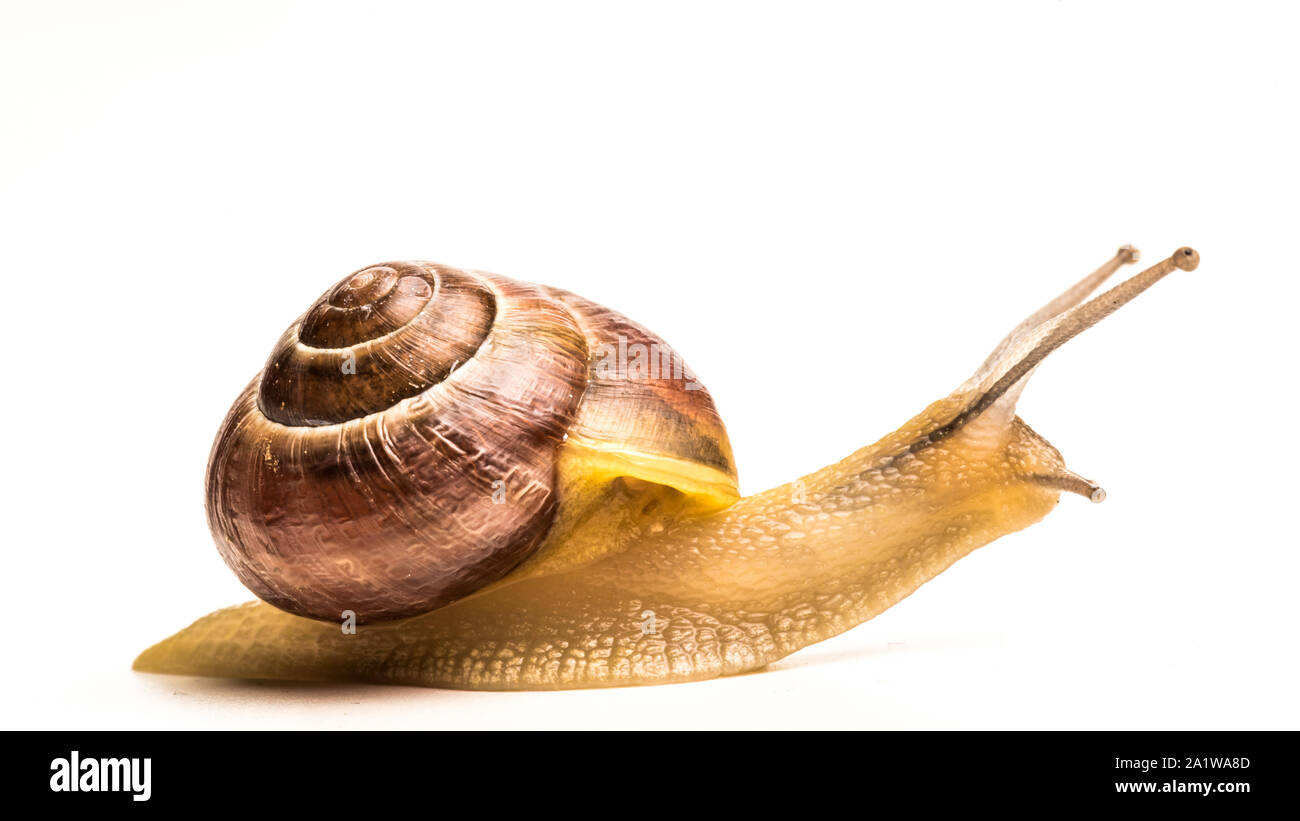 Snail side shoot on a bright white background Stock Photo - Alamy