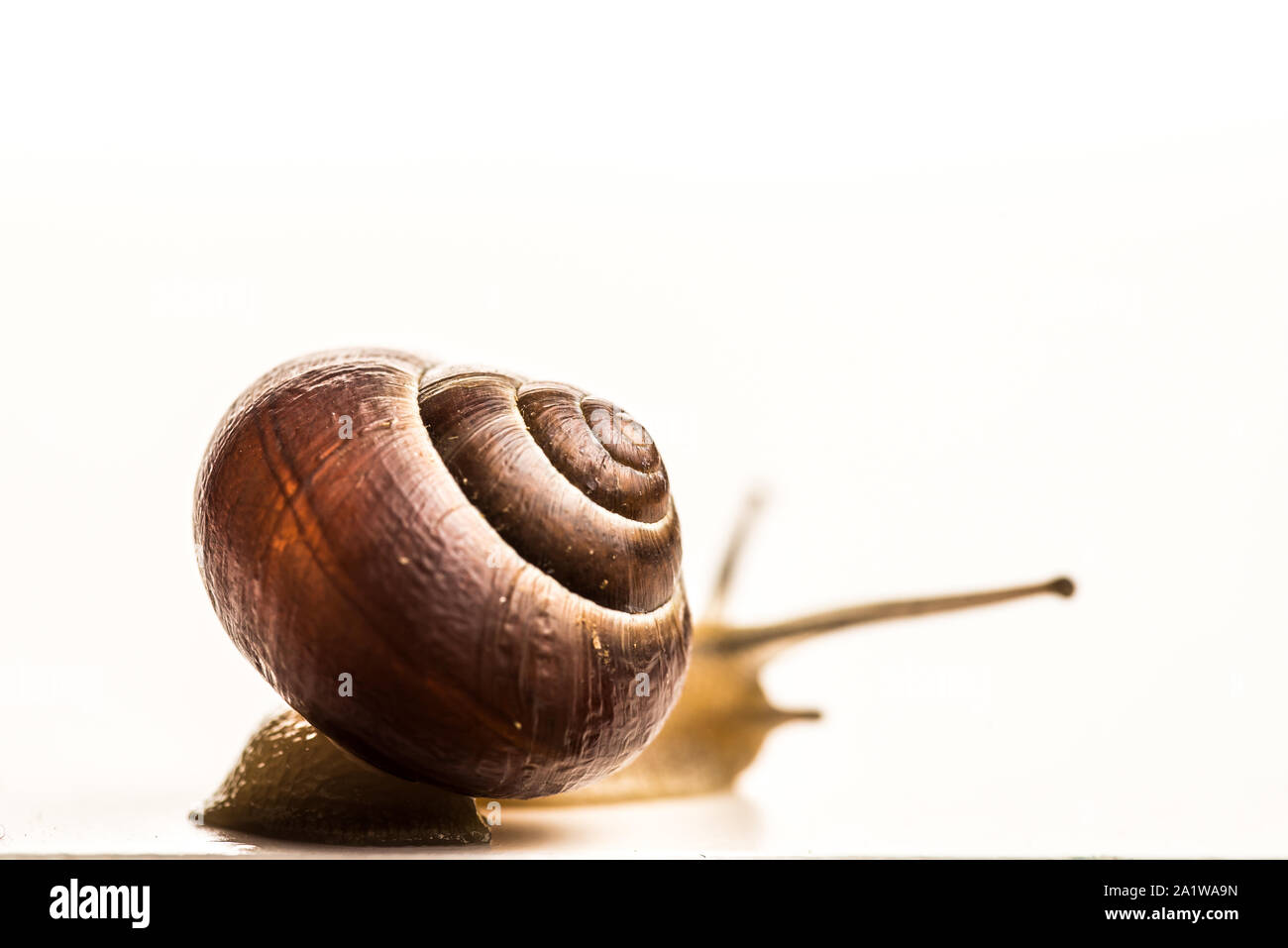 Snail isolated white background Stock Photo - Alamy