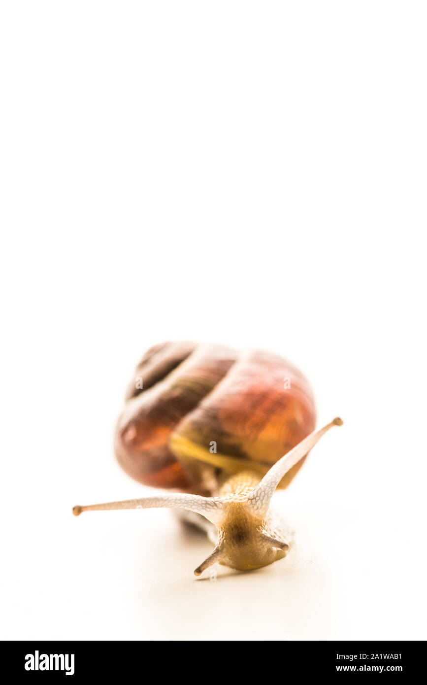 Snail isolated white background Stock Photo - Alamy