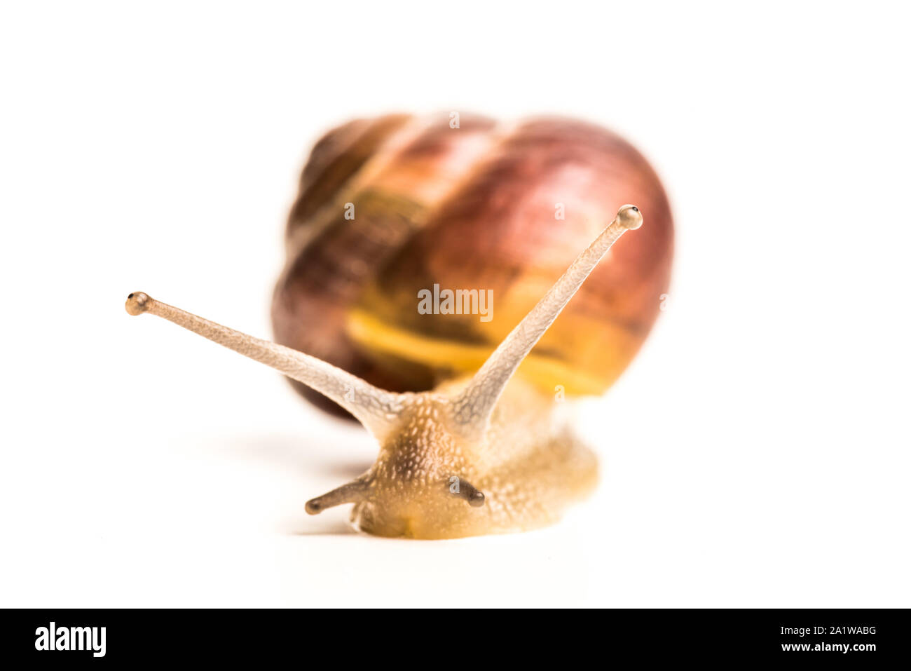 Snail isolated white background Stock Photo - Alamy