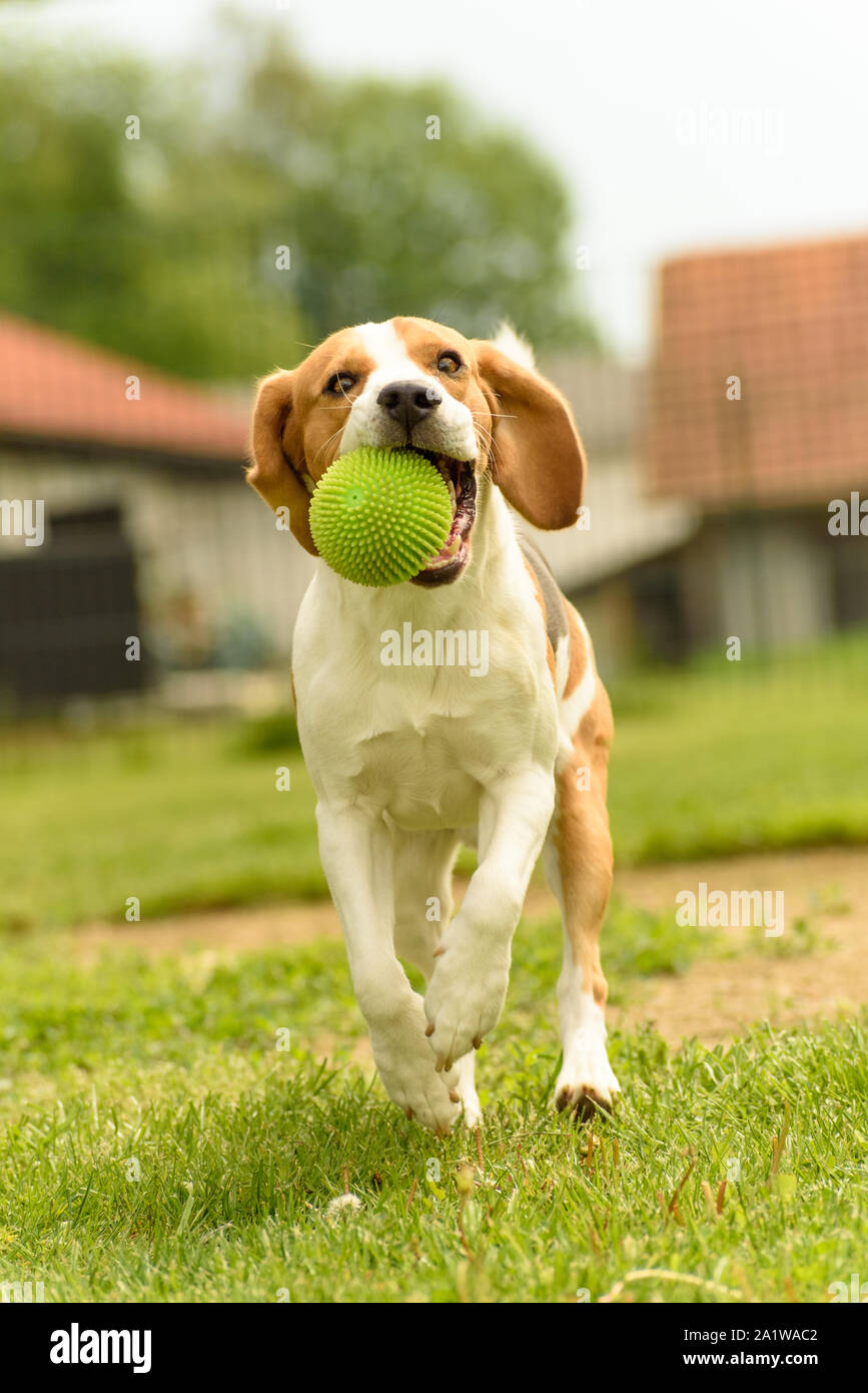 Dog run beagle jumping fun Stock Photo - Alamy
