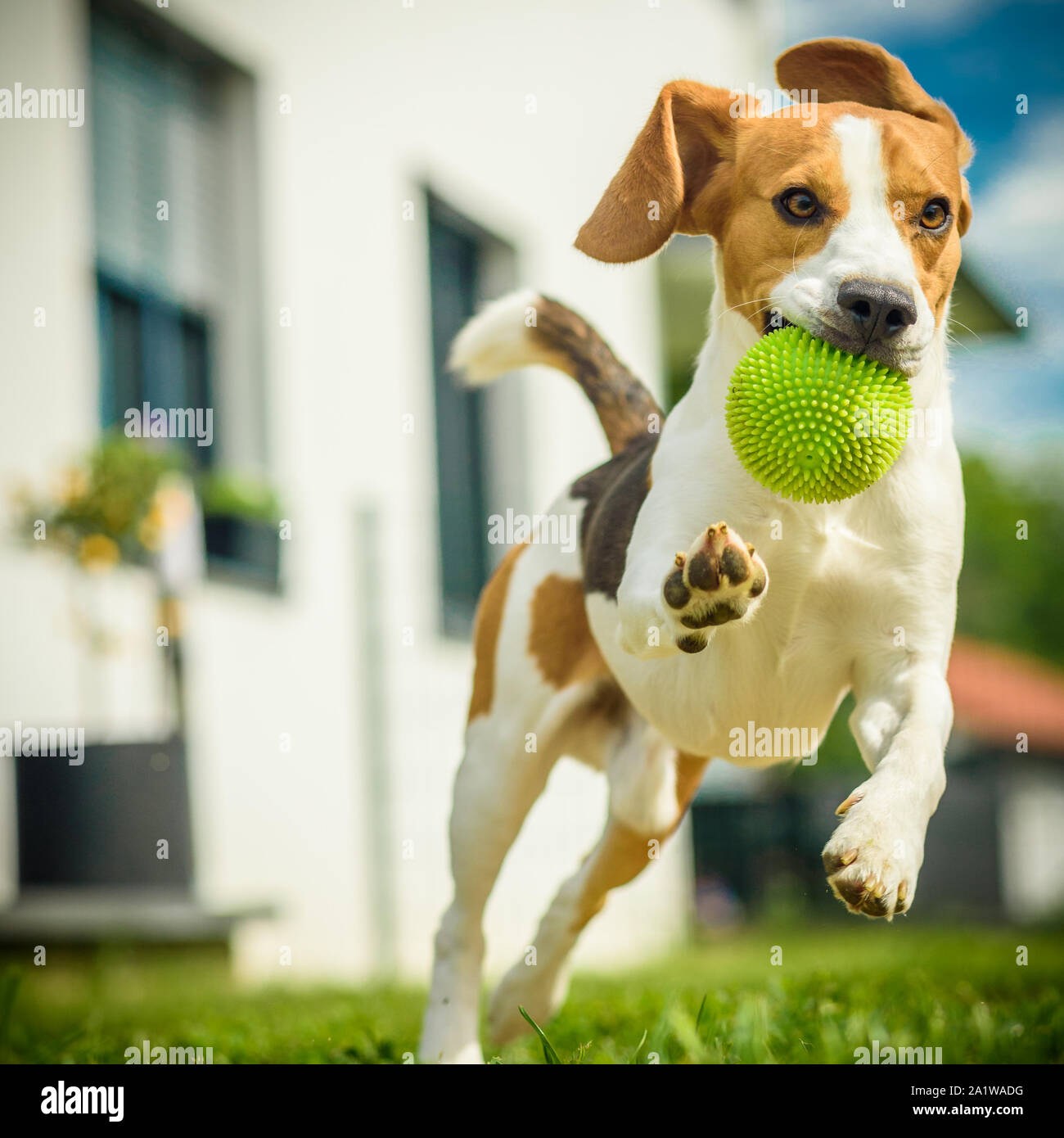 Dog run beagle jumping fun Stock Photo - Alamy
