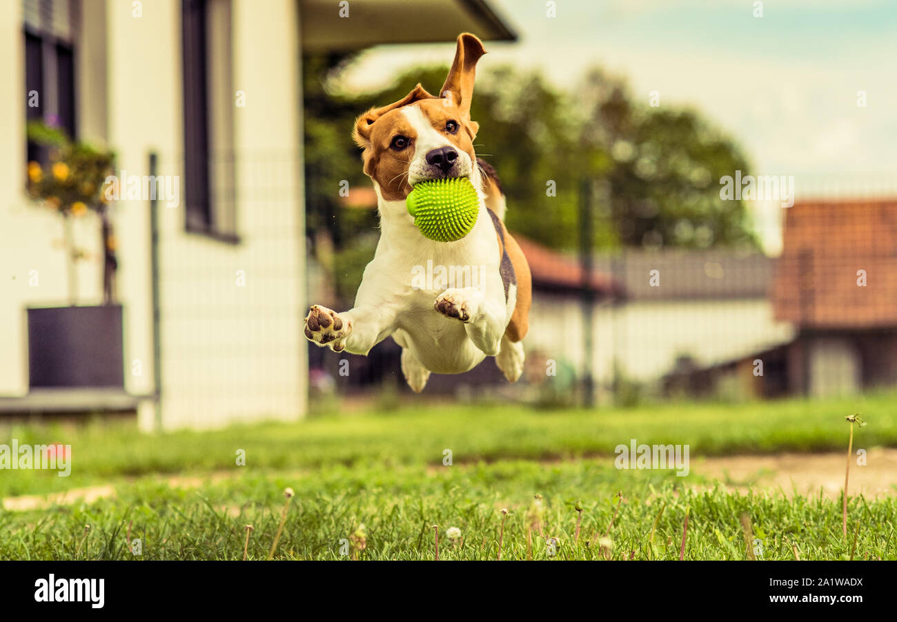 Dog run Beagle fun Stock Photo - Alamy