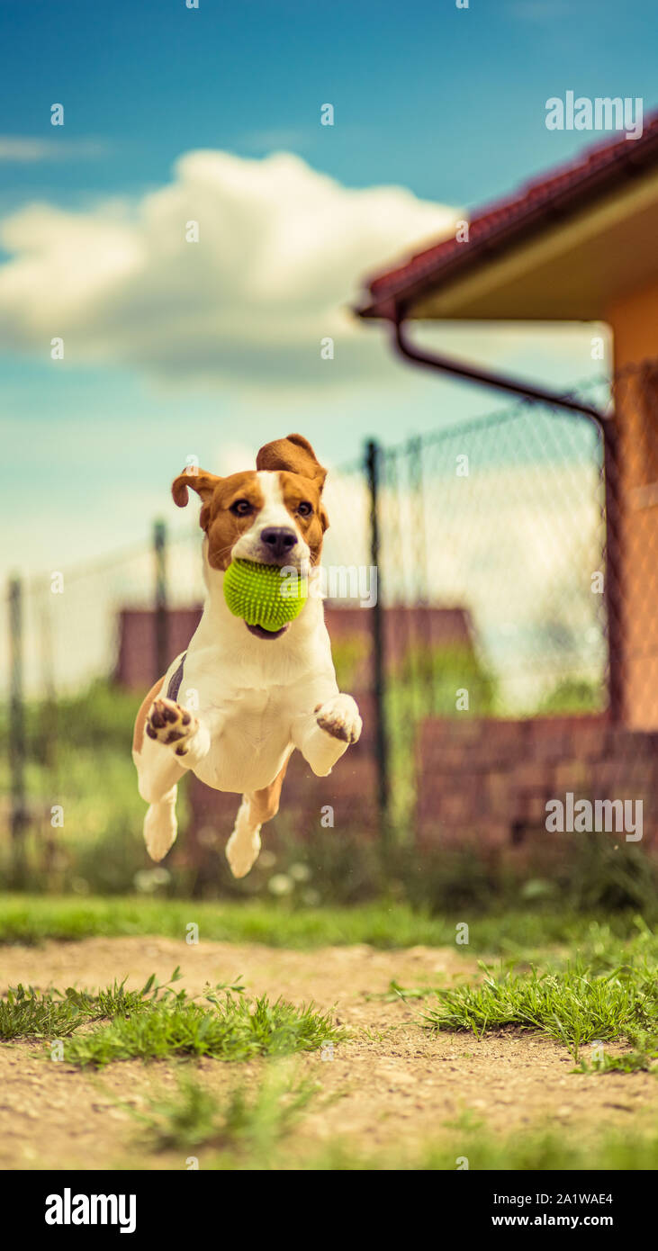 Dog run Beagle fun Stock Photo - Alamy