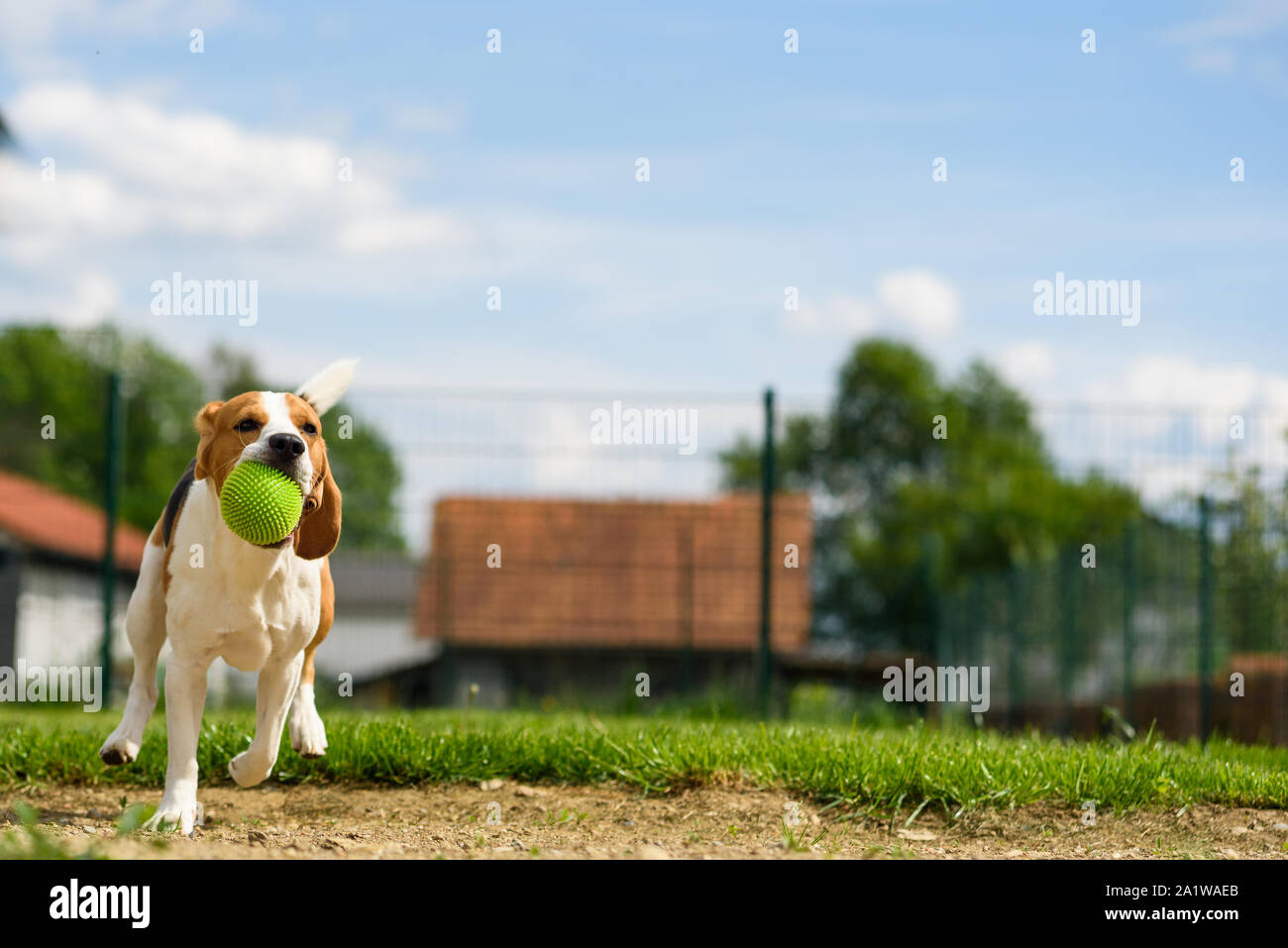 Dog run Beagle fun Stock Photo - Alamy