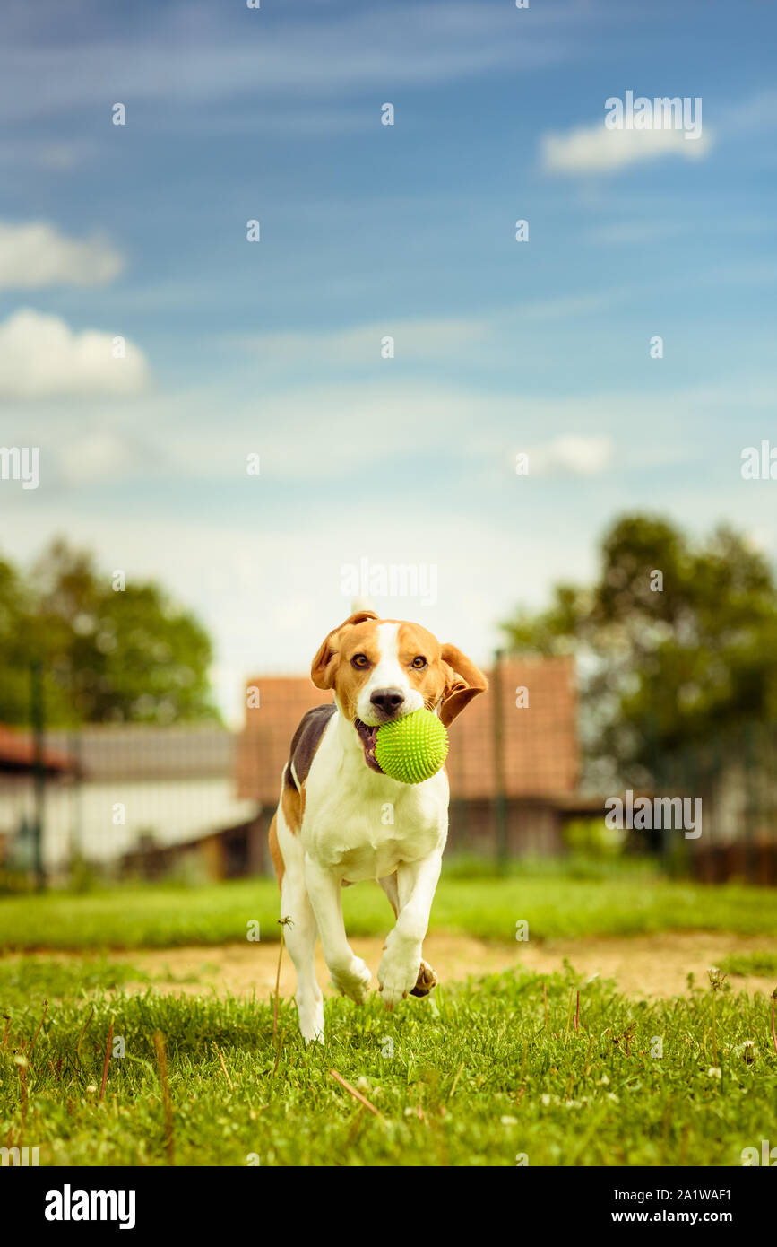 Beagle dog fun run in a garden with a green ball Stock Photo - Alamy