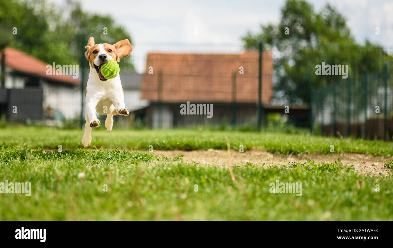 Dog run Beagle fun Stock Photo - Alamy