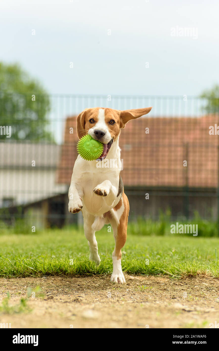 Dog run beagle jumping fun Stock Photo - Alamy