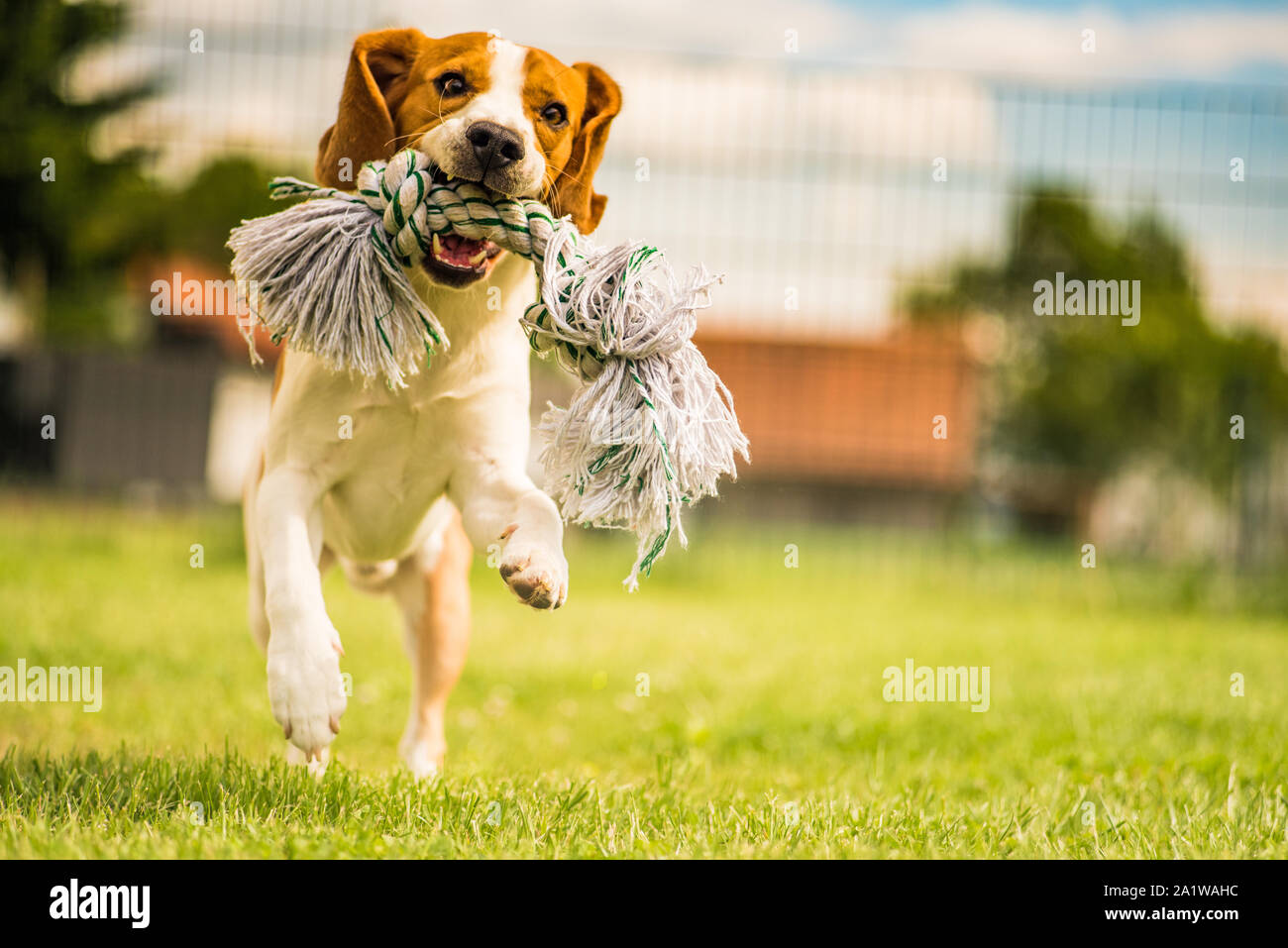 Dog run Beagle fun Stock Photo - Alamy