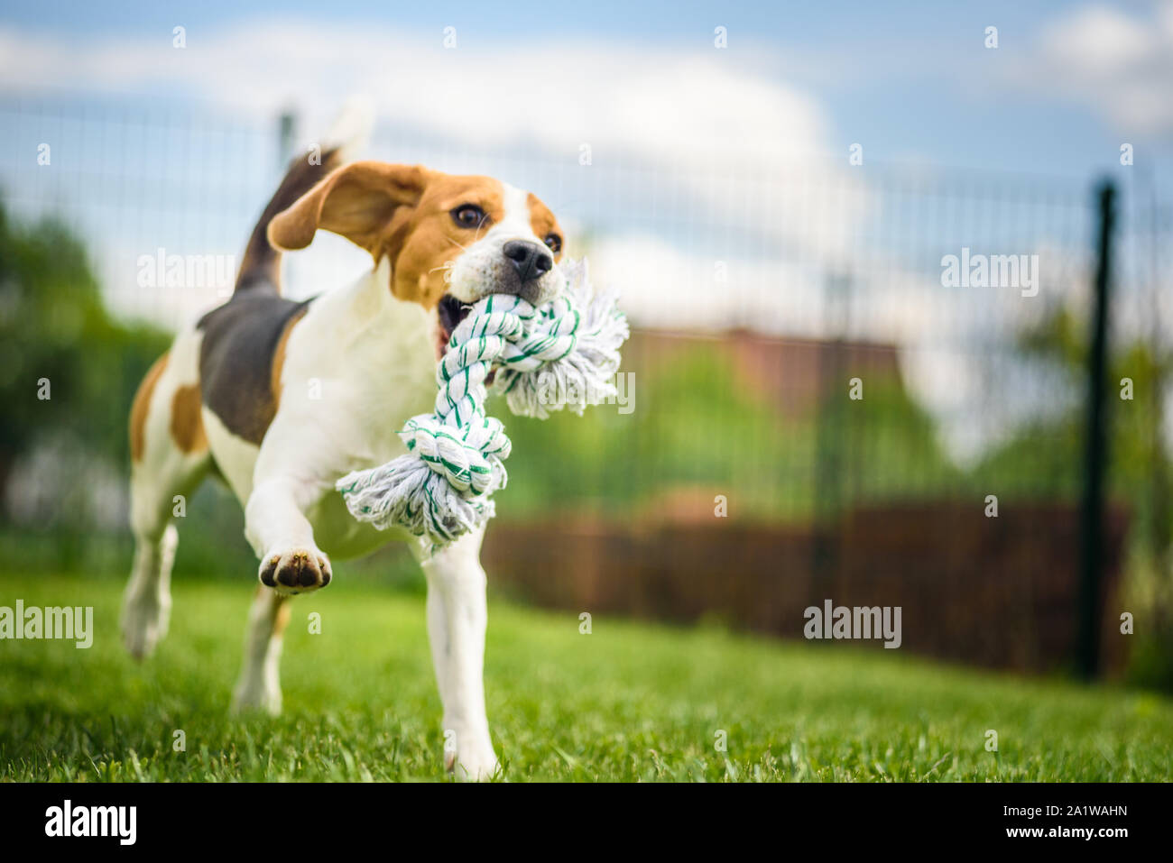 Dog run Beagle fun Stock Photo - Alamy