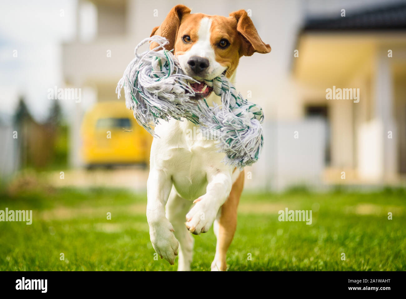 Dog run Beagle fun Stock Photo - Alamy