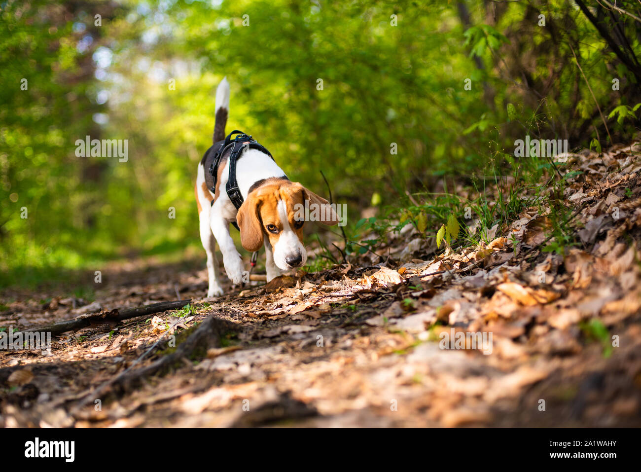 Beagle dog in a forest Stock Photo - Alamy