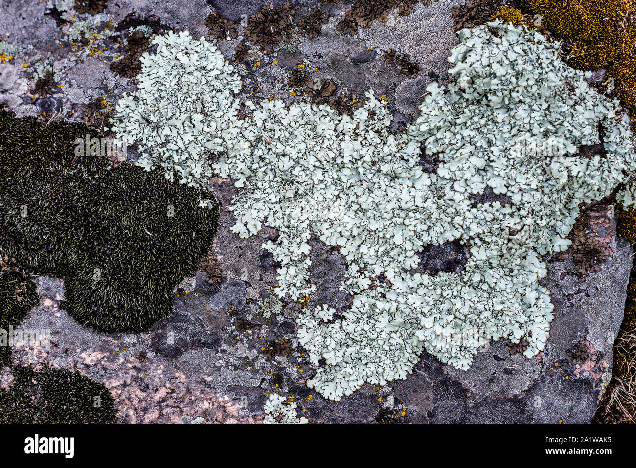 Moss and lichen grow on a stone. Macro. background of Lichen Moss stone ...
